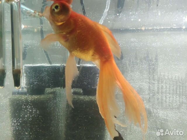 Телескоп. Золотая рыбка