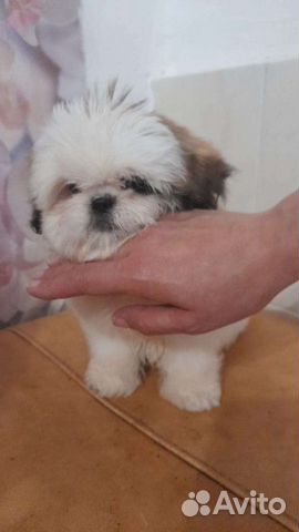 Ши-тцу и Болонка девули