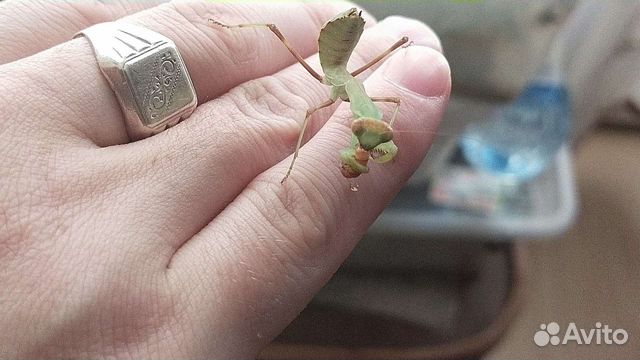 Богомол мантисы, Муравьи