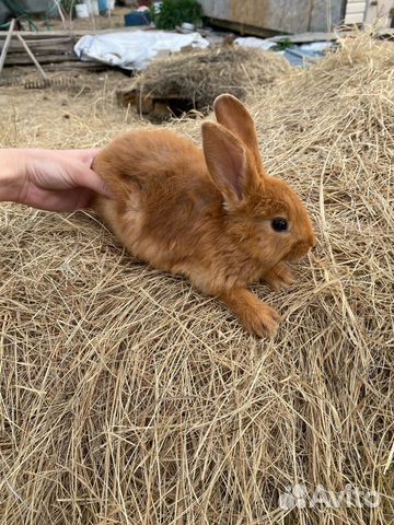 Крольчата нзк