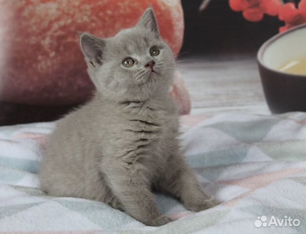 Котенок лилового окраса мальчик