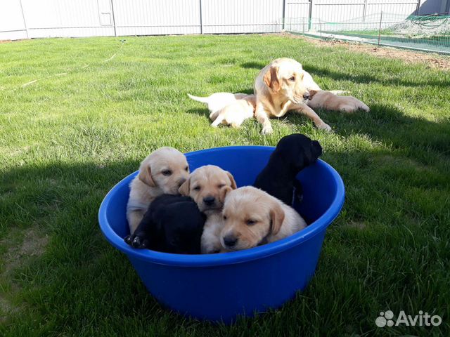 Собака. Щенки Лабрадор
