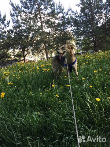 Щенок в добрые руки девочка