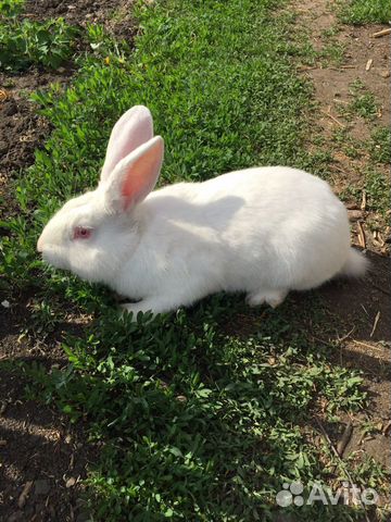 Кролик породы белый панон