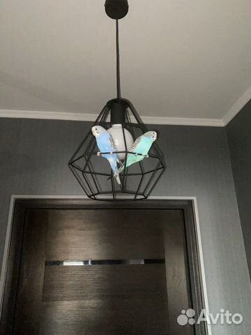 Волнистый попугай