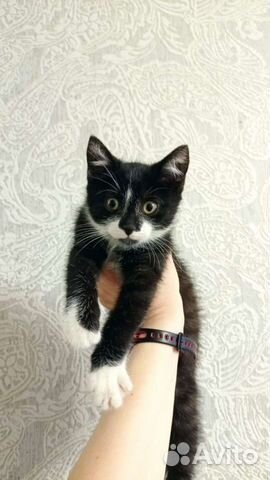 Удивительный котёнок в добрые руки