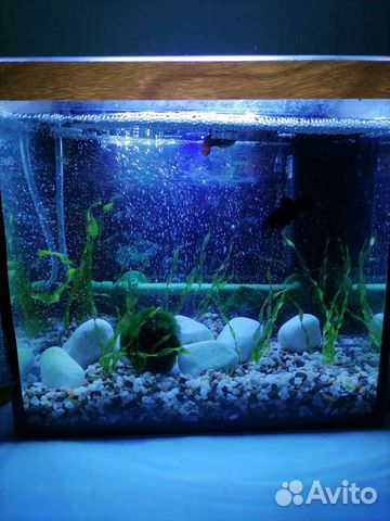 Аквариум 10 литров