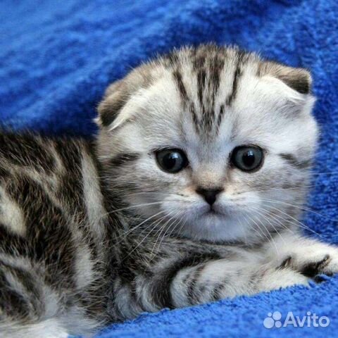 Шотландская вислоухая