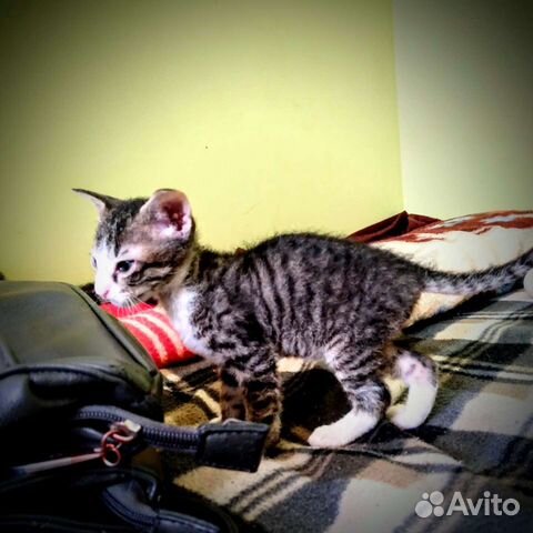 Отдам котенка