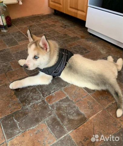 Сибирский хаски