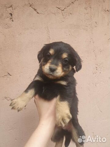 Отдам щеночков в добрые руки