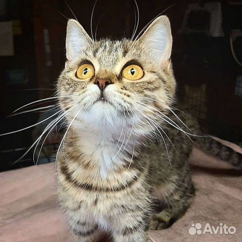 Котёнок малышка полосатая в добрые ручки