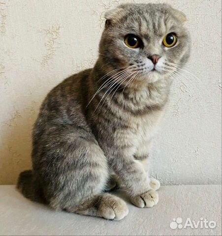 Шотландский вислоухий кот в дар