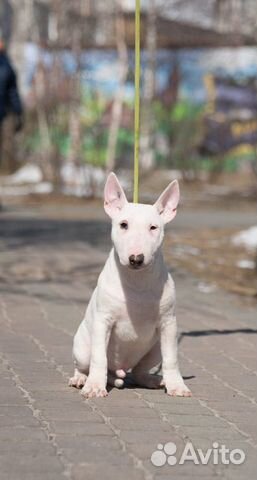 Миниатюрный бультерьер