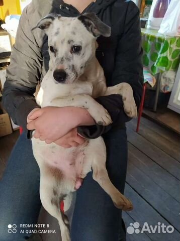 Дэлси, в добрые руки