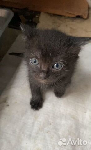Черный котенок в добрые руки Мальчик