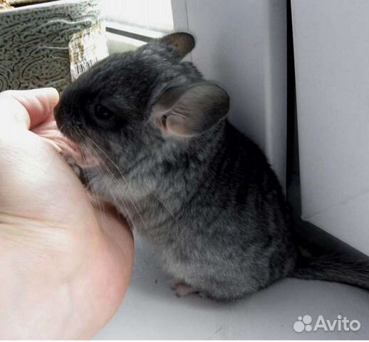 Шиншиллята