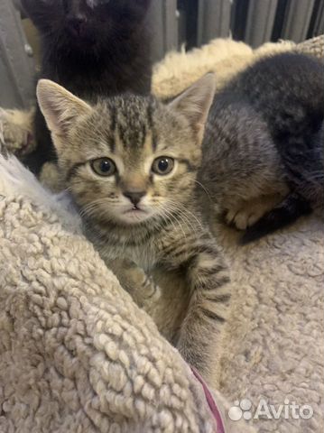 Котятки, 1 месяц от Британки редкого окраса