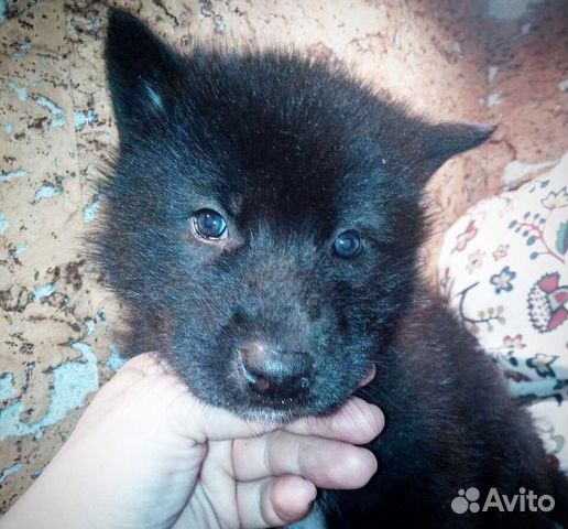 Канадские волчата