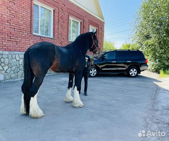 Продам шайра жеребца 3 года