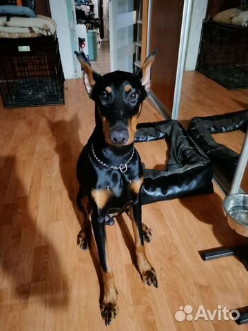 Щенок добермана, 8 месяцев