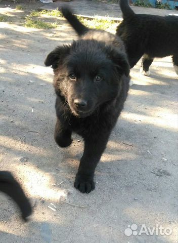 Милые щенята в добрые руки