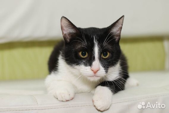 Котенок в добрые руки