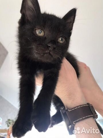 Котенок в дар