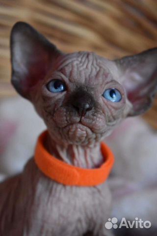 Канадский сфинкс, супер породистый