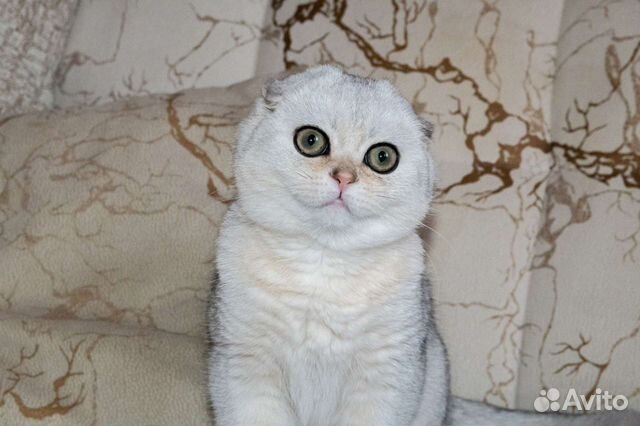 Шотландский малыш Жан-Пьер