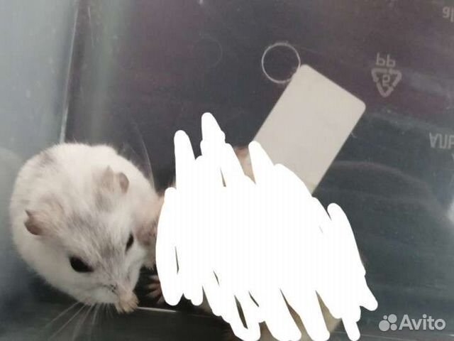 Хомяк джунгарик