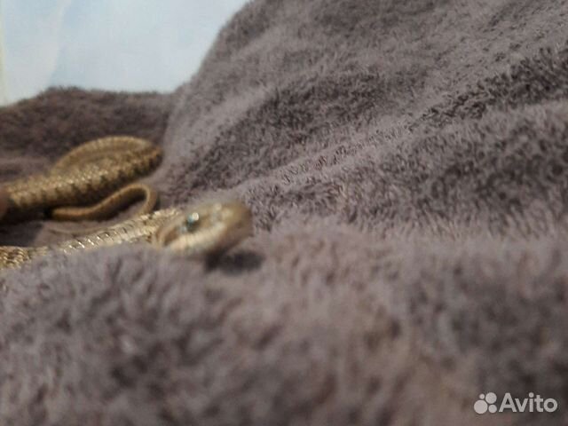 Узорчатый полоз