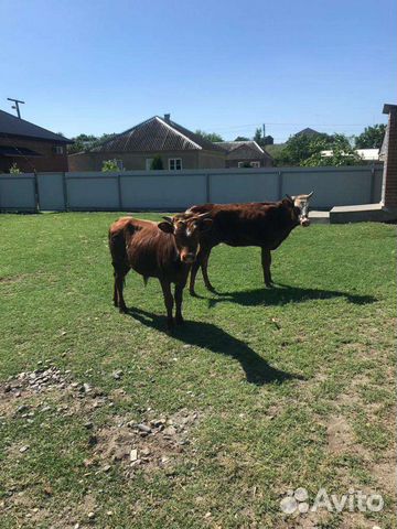 Бык и Телка