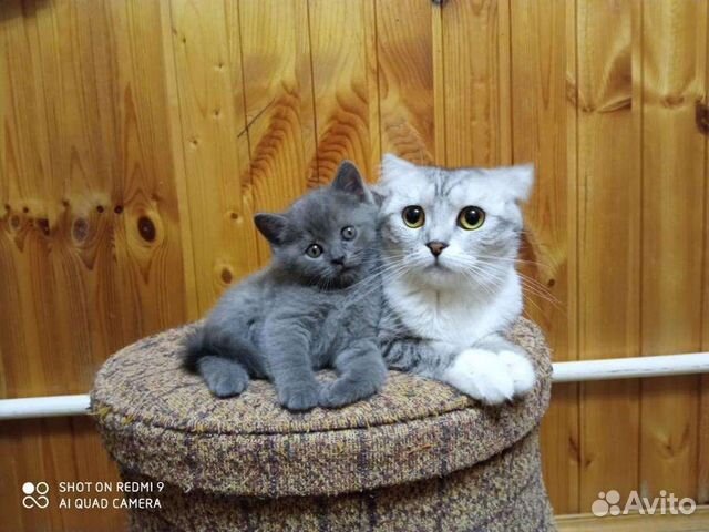 Британская