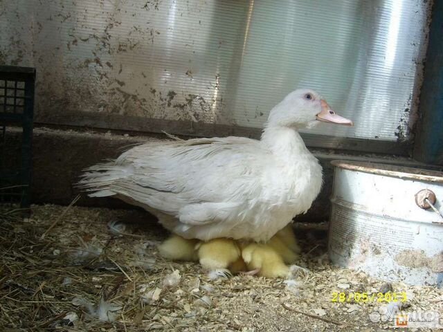 Белые мускусные утки