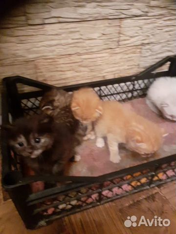 Котята