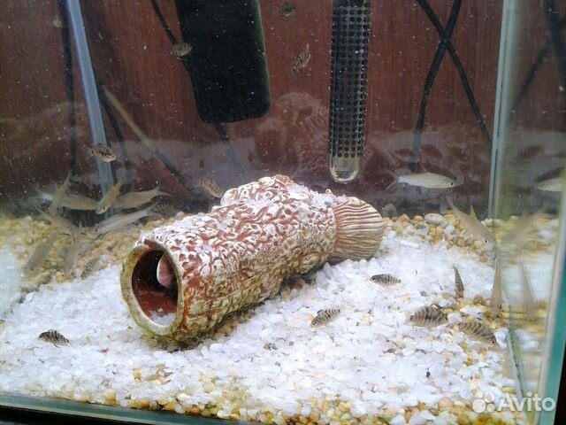 Чернополосая цихлазома