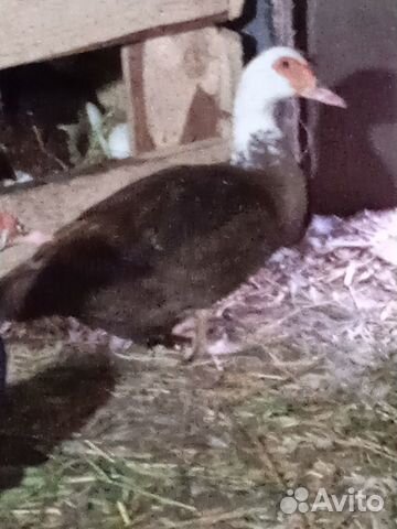 Мускусные утки