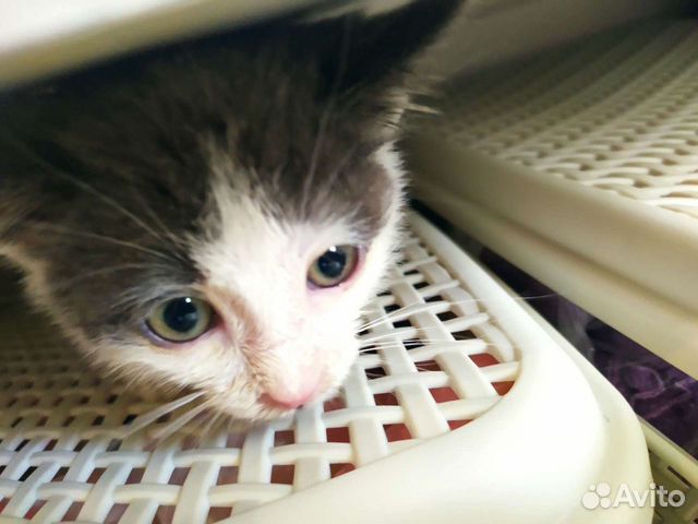 Котенок в хорошие руки