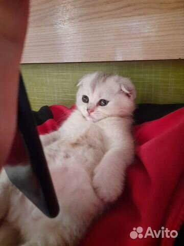 Шотландская шиншилла