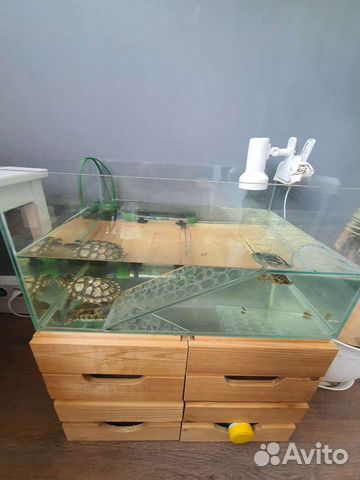 Красноухая черепаха с аквариумом