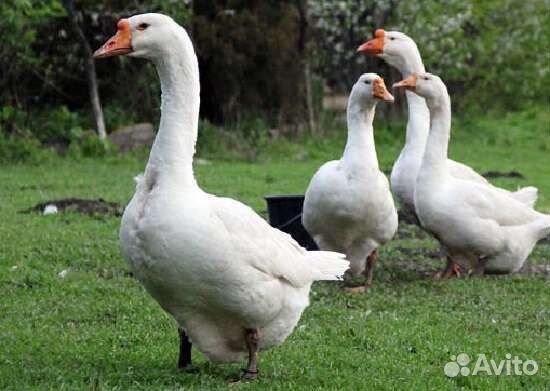 Семья гусей