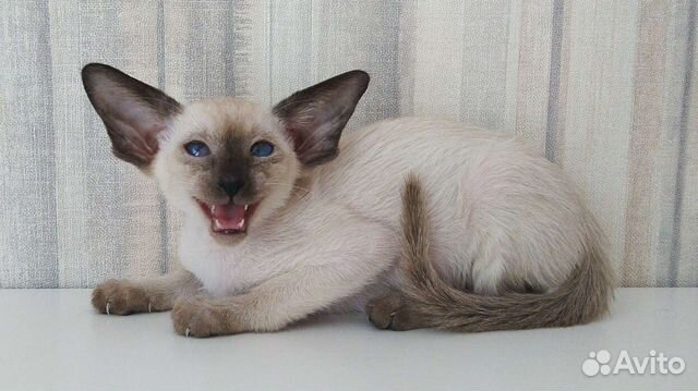 Девочка котенок