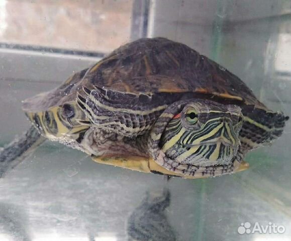 Красноухая черепаха с аквариумом бесплатно