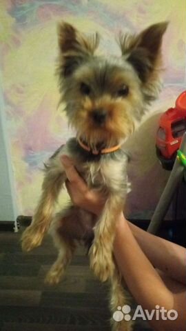 Йоркширский терьер