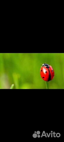 Живые божьи коровки