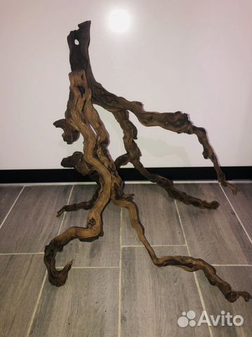 Коряги лоза
