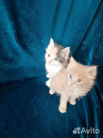 Краствые котятки - в добрые руки