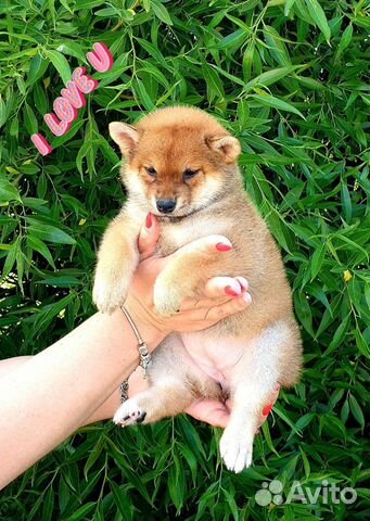 Девочка сиба ину