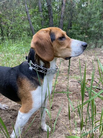 Помесь Бигль и Эстонская гончая, в добрые руки